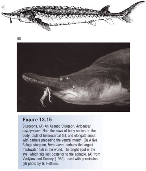 Class Actinopterygii Subclass Chondrostei Order Acipenseriformes