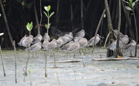 Primer Censo Costero De Aves Playeras En Ecuador Aves Y Conservación