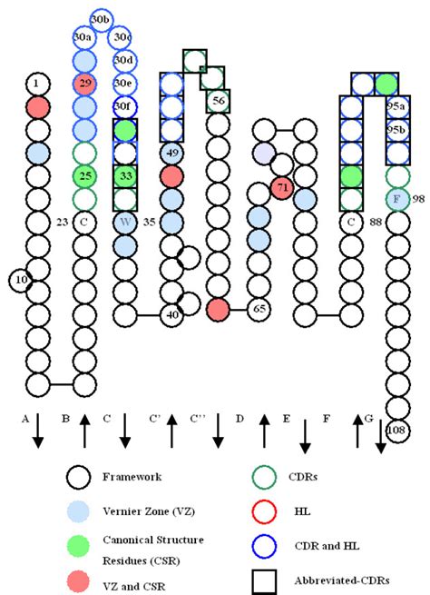 Humanization Of Antibodies Pdf Download Available