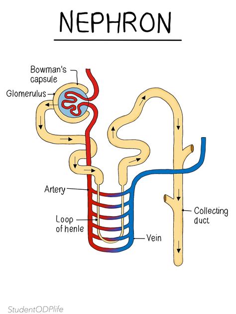 Nephron Anatomy Labelled Etsy