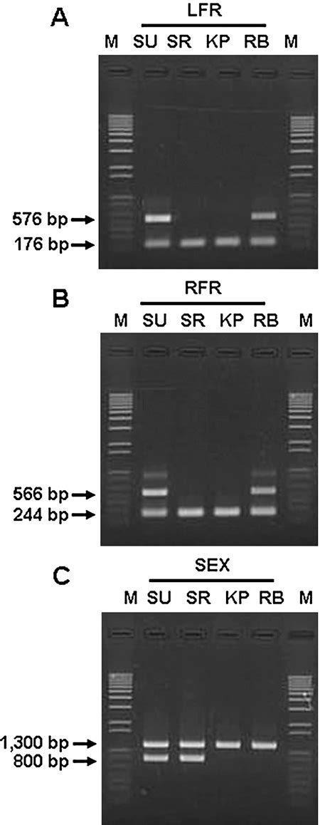 Figure 1 From Determining Sex And Screening For The Adventitious Presence Of Transgenic Material