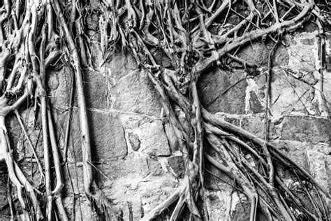 Roots Free Stock Photos Rgbstock Free Stock Images Fsg777