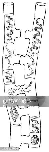 67 Cross Section Coitus High Res Illustrations Getty Images
