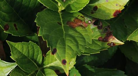 12 Hydrangea Diseases How To Identify Treat And Prevent Them