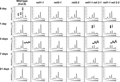 Sucrose Density Gradient Analyses Of Ribosome Complexes From Equal