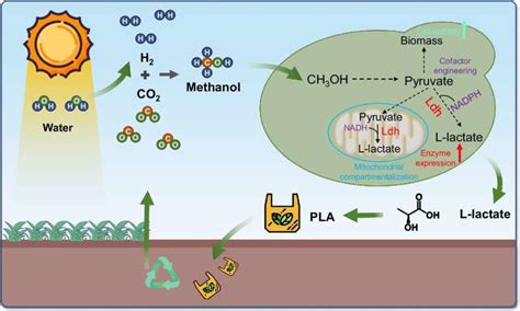 Yeast Cell Factory Converts Methanol Into L Lactate For Biodegradable