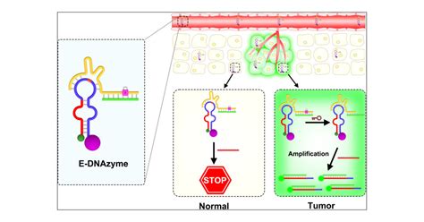 Enzymatically Activated Autonomous Motion Dnazyme Signal Amplification Strategy For Tumor Cell