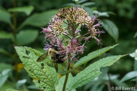 Joe Pye Weed The Intown Hawk