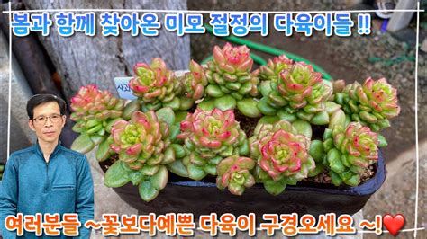 봄과 함께 찾아온 미모 절정의 다육이들 여러분 ~ 꽃보다 예쁜 다육이 구경안오실래요 ~ Youtube