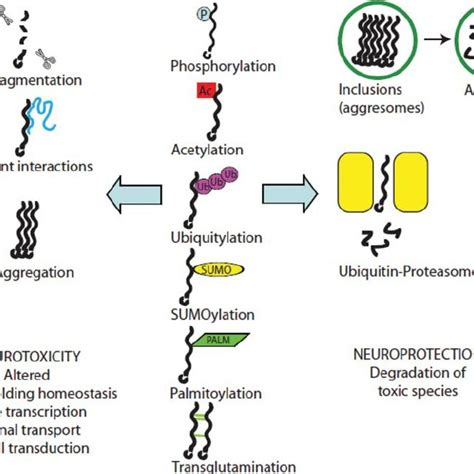 Cag Trinucleotide Repeat Disorders Download Table