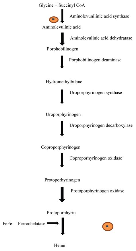 Lead Poisoning Symptoms Anemia At Jackie Proctor Blog