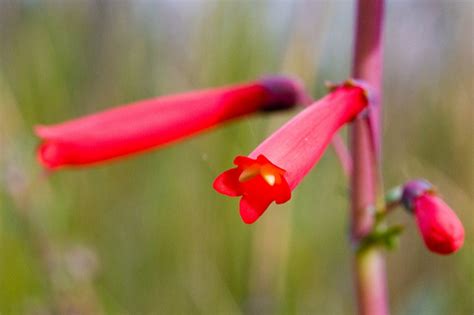Scarlet Bugler Audubon