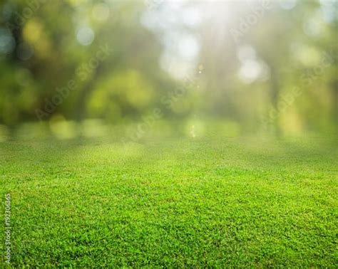 Grass Background
