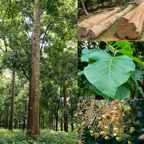 Teak Tree Sale Teak Leaf Sculptures Chic Teak