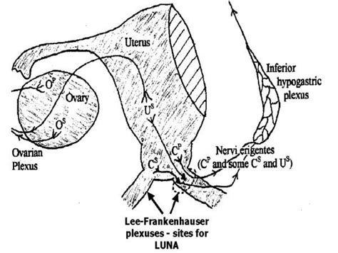 Pelvic Sensory Nerve Pathways And Site For Luna Download Scientific