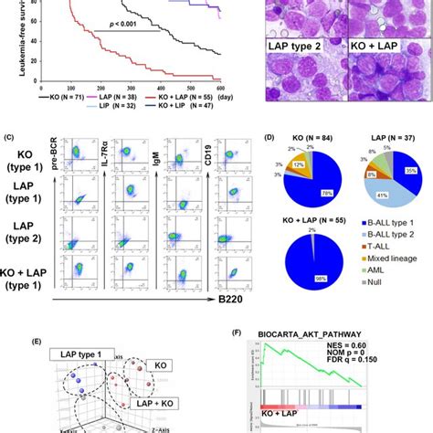 Transgenic Expression Of The Cebpb Lap Isoform Accelerated Pre‐b‐all