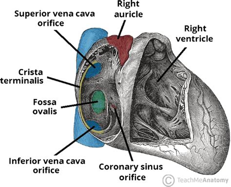 Atrial Septum Anatomy 3d Echocardiography Of The Atrial Septum