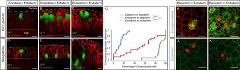 Endodermal Germ Layer Formation Through Active Actin Driven Migration Triggered By N Cadherin Pnas