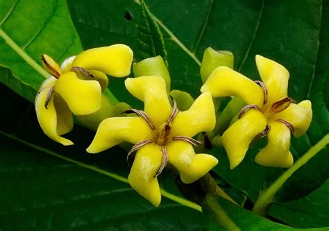 Engage The Exotic Curated Just For You