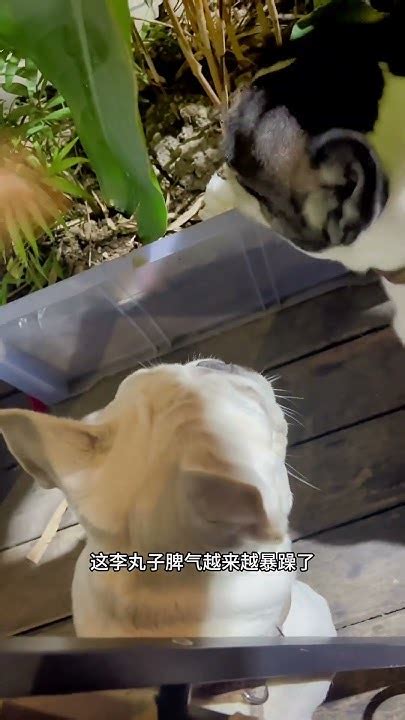 丸子从来不把自己当狗，他认为自己是人法斗蠢萌 萌宠 法斗 Youtube