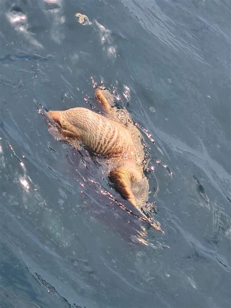 Large Lifeless Turtle Found Drifting At Eagle Beach English 24ora