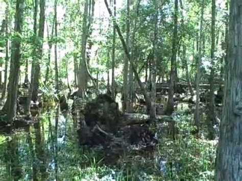 Search For The Skunk Ape Green Swamp Florida 2011 Tk 3 Youtube