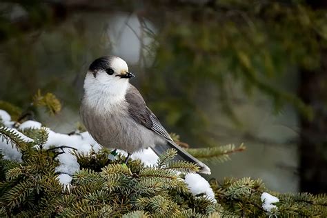 What Is The National Bird Of Canada