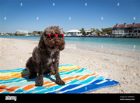 Mini Chocolate Cockapoo Wearing Sunglasses Sitting On A On Towel On Beach Florida Usa Stock