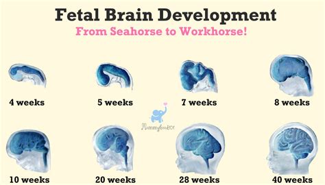 The Third Trimester Of Pregnancy What To Expect Mommyhood101
