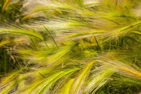 Bronwyn Ishii On Linkedin River Grass Big Eddy On The Teton River