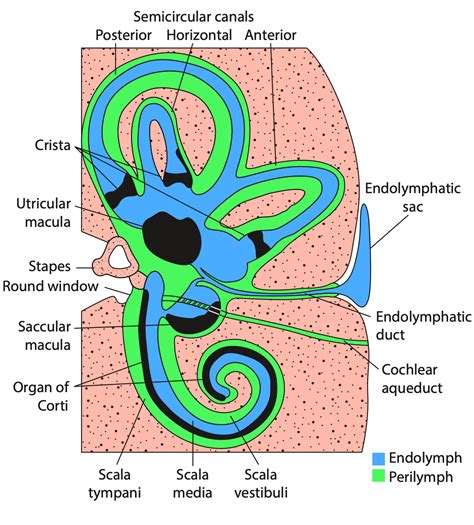 Anatomy Of Internal Ear How The Inner Ear Works Understanding