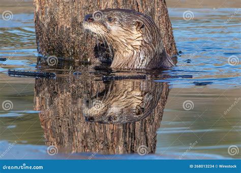 North American River Otter Swimming In The Water By Tall Driftwood