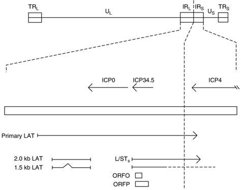 1 Latency Associated Transcripts Of The Herpes Simplex Virus Genome Download Scientific