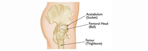 Anatomy Of Acetabulum Acetabulum Fracture Full Explained Orthofixar