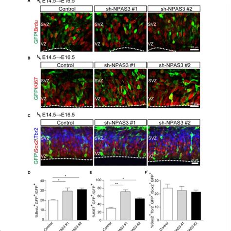 Figure Npass Knockdown Aaected The Laminar Fate Of Cells Detained In Download Scientific
