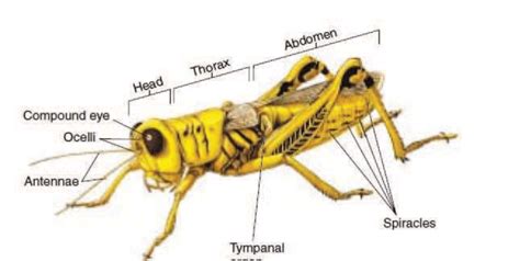 Structural Features Of Arthropods Download Scientific Diagram