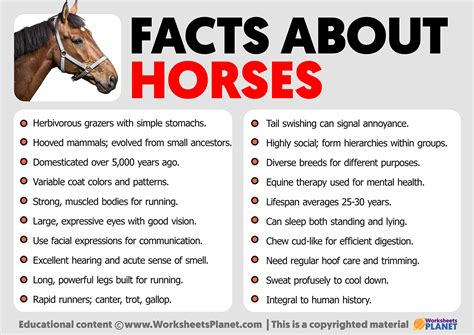 Horse Facts About At Joel Norris Blog