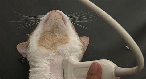 Manejo De Sondas Esofágicas En Gatos Guía Práctica Neurat