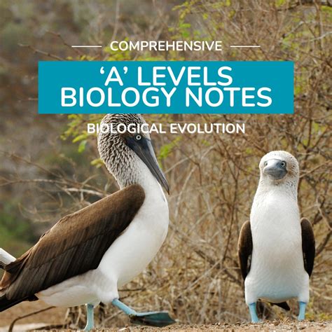 A Level H2 Biology Notes