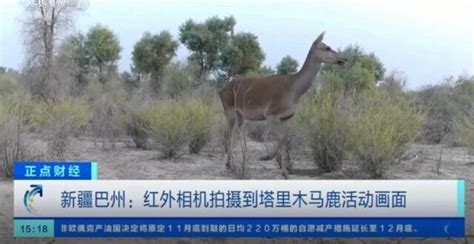 新疆巴州：红外相机拍摄到塔里木马鹿活动画面腾讯新闻