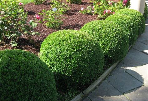Dwarf Japanese Box Buxus Microphylla Var Microphylla