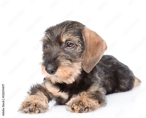 Wire Haired Dachshund Puppies