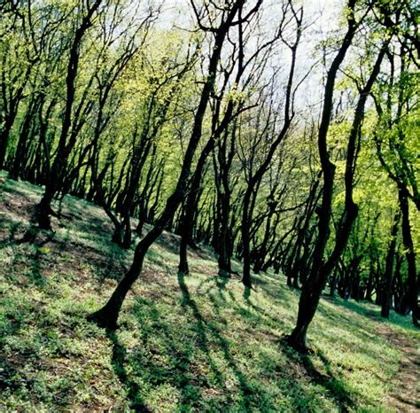 Romania Mariei La Padurea De Tei Langa Babadag