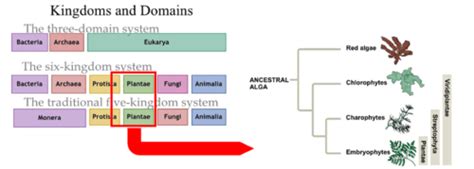 Differences Between Plants And Algae Flashcards Quizlet