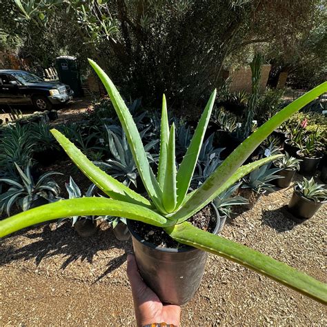 Buy Large Aloe Vera Plants Aloe Barbadensis Care And Growing Guide