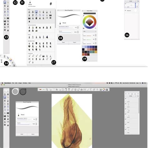 Autodesk Sketchbook Digital Sketching Program On Mac Os 11 Color Download Scientific Diagram
