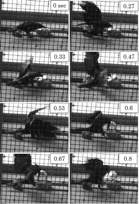 کلاغ نوک بزرگ ؛ این پرنده چقدر هوشمندانه تصمیم می گیرد فیلم و عکس