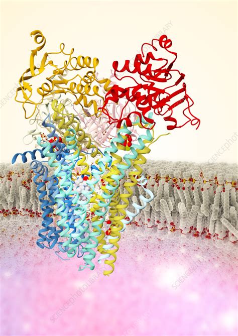Repaglinide Antidiabetic Drug Action Illustration Stock Image C059
