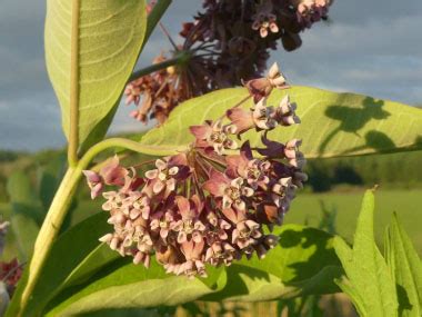Milkweed Pictures Flowers Leaves And Identification Asclepias Syriaca