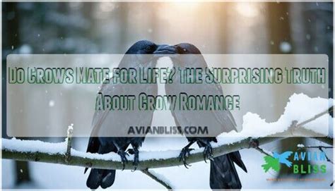 Do Crows Mate For Life The Surprising Truth About Crow Romance